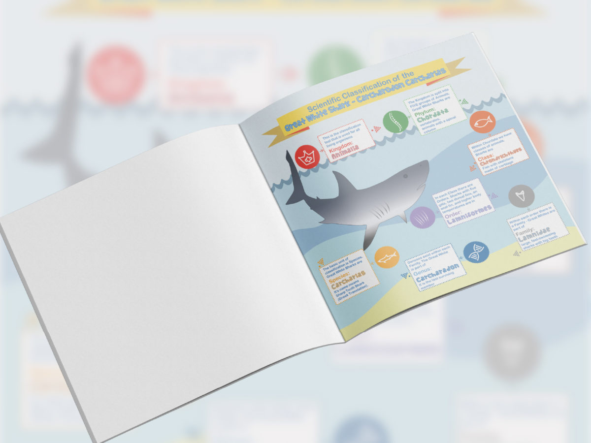 Learn About Sharks: The Great White Shark - MichaelMB